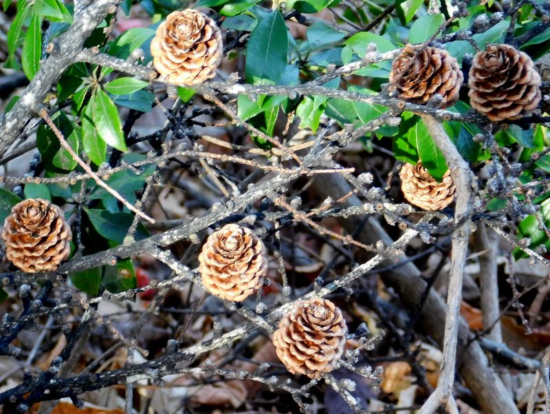 カラマツのかわいいぽっくり